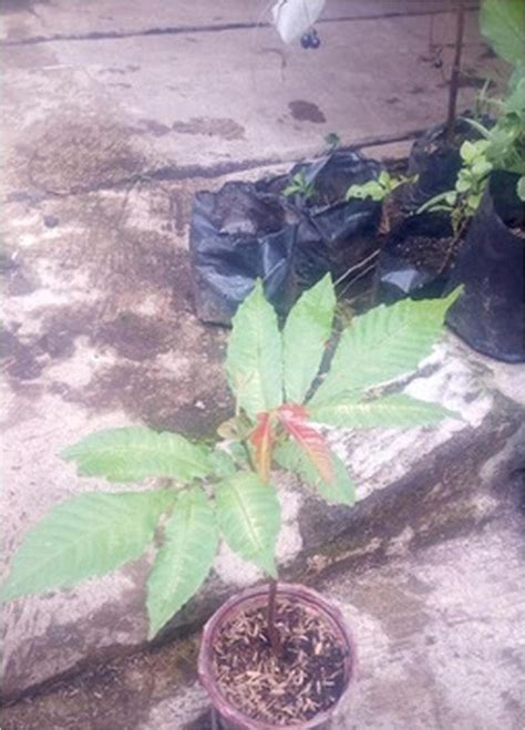 Bibit Tanaman Buah Matoa Badung Berkualitas By Agro Tani Berkarya