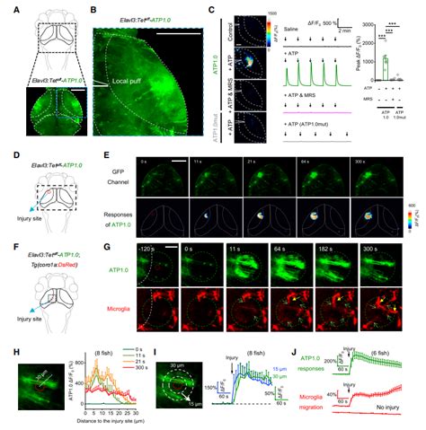 Neuron：北大李毓龙课题组构建一种全新的atp荧光探针 知乎