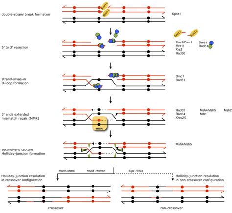 Double Strand Break Repair Dsbr Model Of Recombination Download