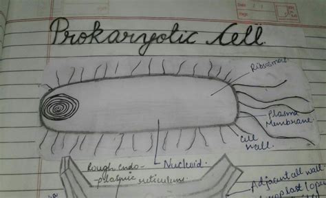 Diagram Of Prokaryotic Cell And Also Define It Edurev Class 9 Question