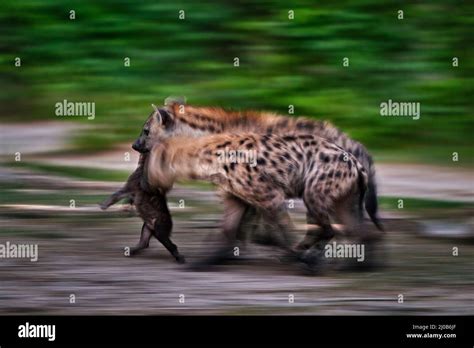 Wildlife Blurry Art Young Hyena Pup Evening Sunset Light Hyena