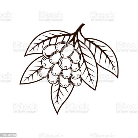 커피 트리 로고 디자인 벡터 일러스트 카페와 레스토랑을 위한 커피 트리 로고 벡터 디자인 컨셉 로고 아이콘 라벨 배지 기호 및 일러스트레이션을 위한 커피 트리 벡터 디자인