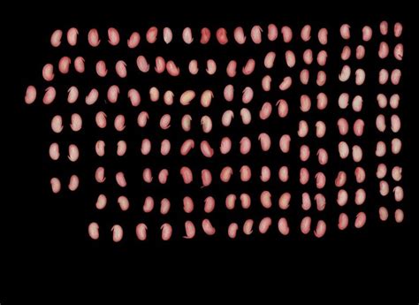 Seed Sheet After Preprocessing Download Scientific Diagram
