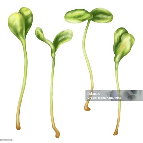 수채화 스타일의 해바라기 미세 녹지의 그림 어린 종자 묘목 음식에 유용한 보충제 흰색 배경에 클립아트 원예 용 식물 요리 재료 해바라기에 대한 스톡 벡터 아트 및 기타