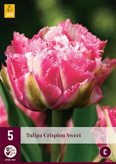 Tulp Crispion Sweet 5 Bollen Koopzaden Nl