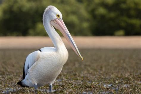 Fact File Australian Pelican Pelecanus Conspicillatus Australian