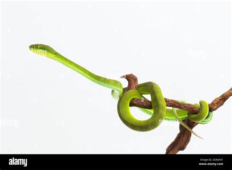 Trimeresurus Insularis White Lipped Island Pit Viper On White