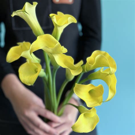 Mini Calla Lily Yellow Colombia My Flower Planner