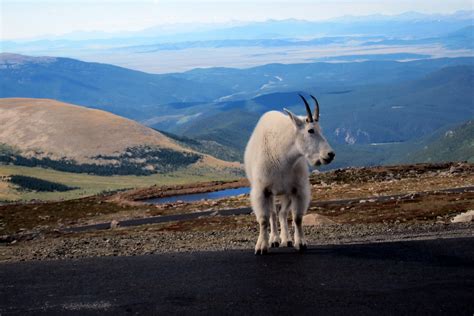 Colorado Mount Evans Mountain Goat Mountain Goats Orea Flickr