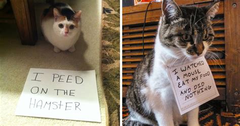 20 Asshole Cats Being Shamed For Their Crimes Bored Panda