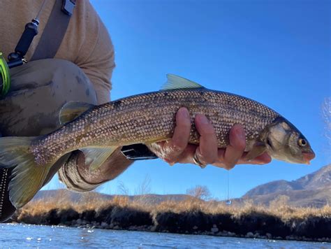 In Defense Of Whitefish WADEOUTTHERE