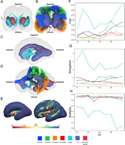 Fetal Diffusion Imaging Demonstrates Curved And Oblique Radial Glial