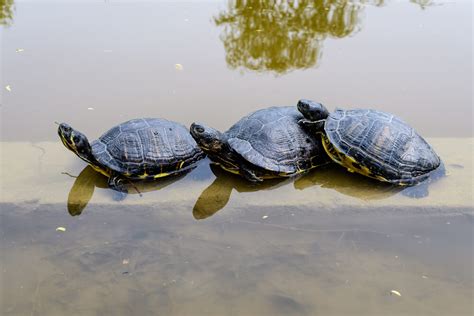 Turtles Shells Facts Essential Insights And Information Turtles Life