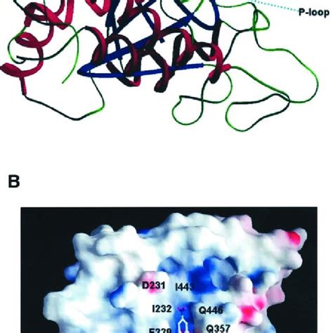 The Structure Of Yoph With Pncs Bound A Simulated Annealing Omit Map Download Scientific