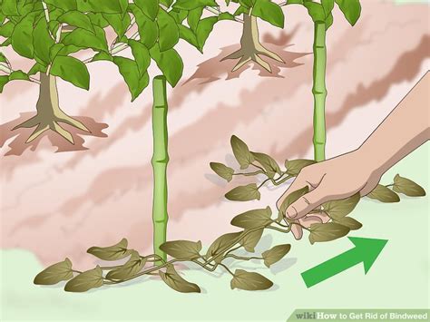 How To Get Rid Of Bindweed 9 Steps With Pictures Wikihow