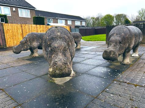 World Bollard Association™ On Twitter Hippo🦛bollards