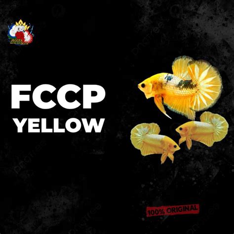Jual Stiker Cupang Fccp Yellow Star Tail Hiasan Aquarium Shopee Indonesia