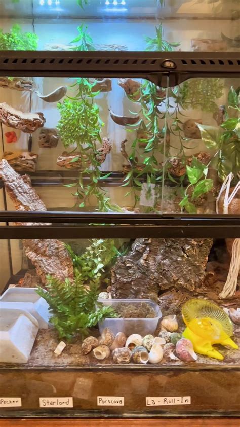 Hermit Crab Heaven Rlandhermitcrabs