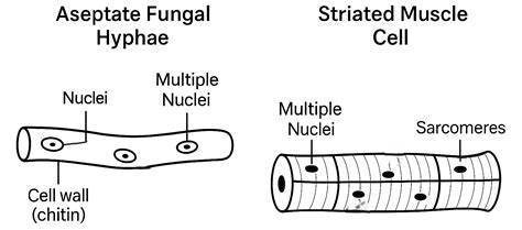 Ib Dp Biology A22 Cell Structure Fa 2025 Ib Style Questions For Hl