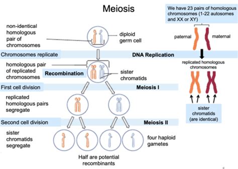 Genetic Abnormalities Flashcards Quizlet