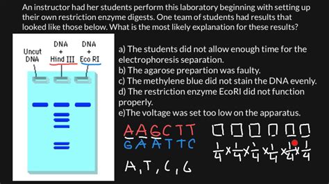 How To Read Gel Electrophoresis Results Youtube