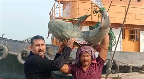 এক বাঘাইড় বিক্রি হলো ৩৩ হাজার টাকায়