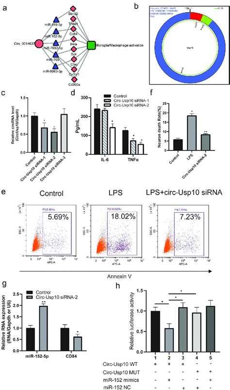 Circ USP10 Promotes Microglial Macrophage Activation Via MiR 152 CD84