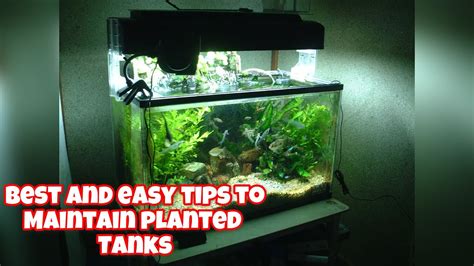 Best Tips To Maintain Planted Aquarium