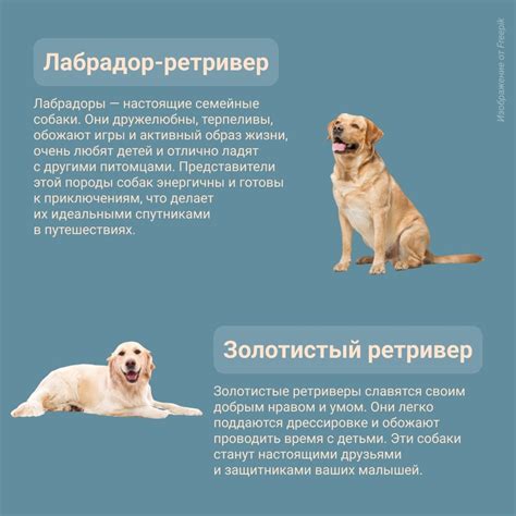 BROOKSFIELD - корма для собак и кошек 2024 | ВКонтакте