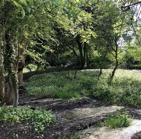 Anna Eavis On Linkedin Naturerecovery Environmentalsustainability Oxford