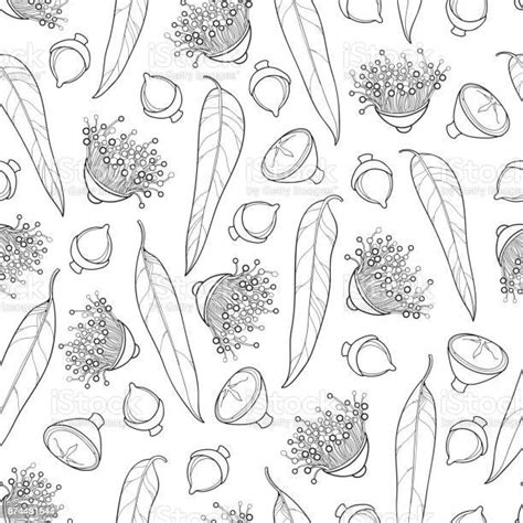 개요 유 칼 리 나무 Globulus 또는 타스 메 니 아 블루 껌 과일 꽃 흰색 바탕에 검은 잎 패턴 원활한 벡터 유칼립투스에 대한 스톡 벡터 아트 및 기타 이미지