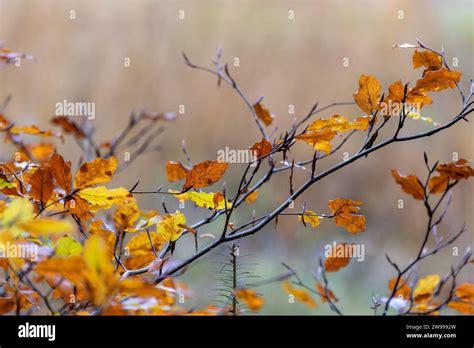 A Stunning Autumnal Scene Of An Orange And Yellow Leafed Branch Against