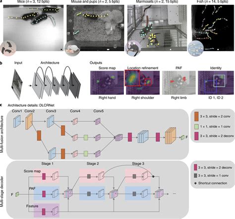 Multi Animal Deeplabcut Architecture And Benchmarking Datasets A