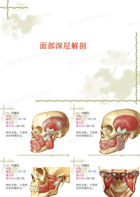 面部深层解剖人体解剖PPT模板下载 编号ljezzryk 熊猫办公