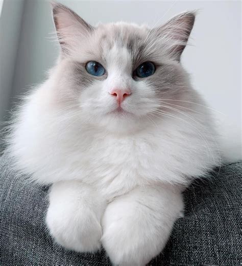White Ragdoll Kittens