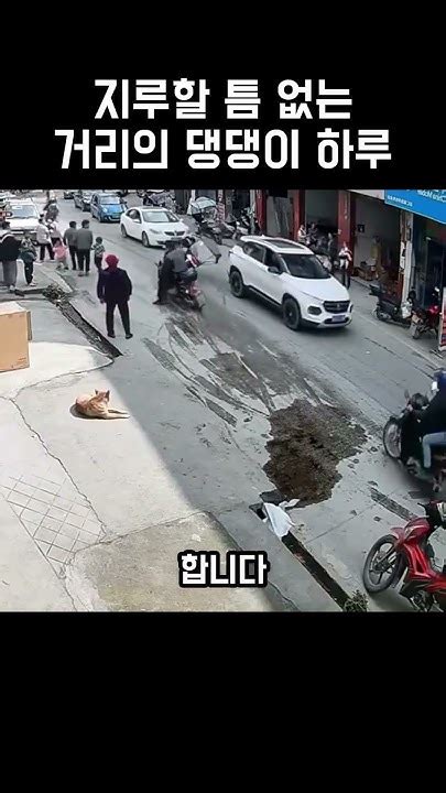 이게 뭔 일이여 거리의 댕댕이가 지루할 틈이 없는 이유 Youtube