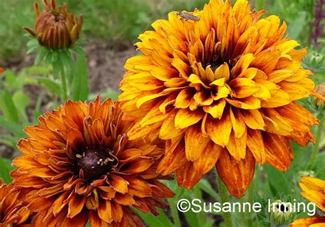 Rudbeckia hirta er på manges læber. - SUSANNE IRMING