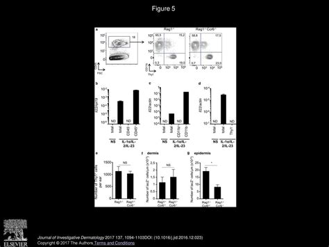 Ccr6 Is Dispensable For The Development Of Skin Lesions Induced By
