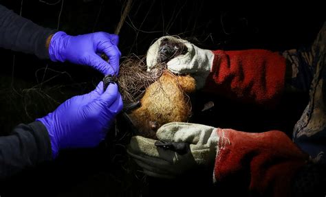 Oxford Starts Human Testing Of Nipah Virus Vaccine Reuters