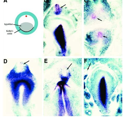 Bmp 4 Inhibits Primitive Streak Formation And Antagonizes Organizer