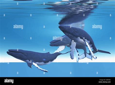 Three Humpback Whales Rest Near The Ocean Surface Stock Photo Alamy