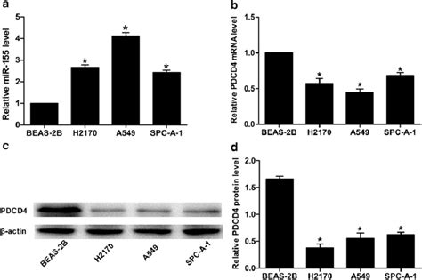 Relative A MiR 155 Expression B PDCD4 Messenger RNA MRNA And C