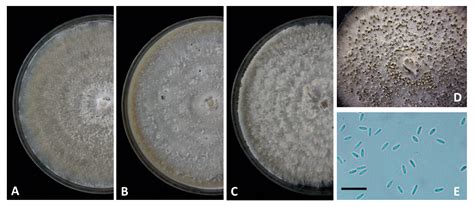 Agronomy Free Full Text Identification And Characterization Of