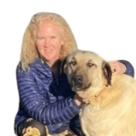 German Wirehaired Pointer Breed Characteristics Temperament And More