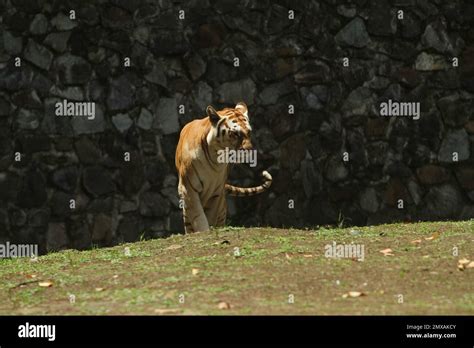 Feline Fields Hi Res Stock Photography And Images Alamy