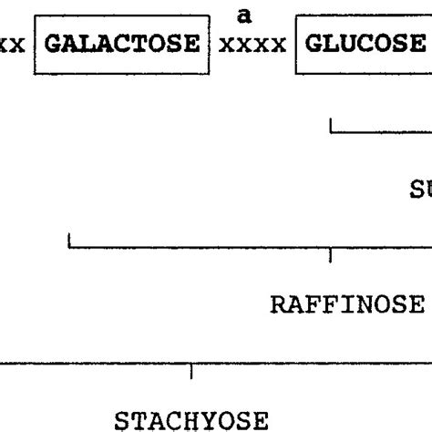 Structure Of Stachyose A A 1 6 Galactoside Bound Enzyme