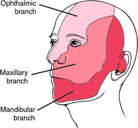 Clinical Administration Of Local Anesthesia Chapter 13 Injections For