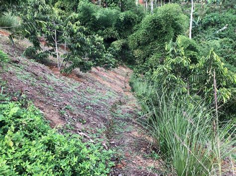 Pruning Vetiver Grass Gaiaverso