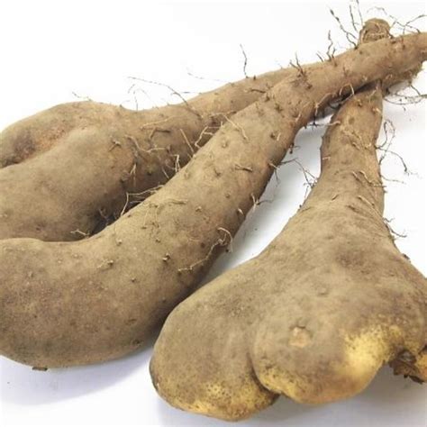 ご家庭で簡単に山芋栽培【最上の短形自然薯の種芋5本】送料込みの通販 By やくわ農園山形の小さな畑作農家｜ラクマ