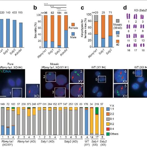 Identification Of A Mouse Model With Turner Syndrome Generated By Y